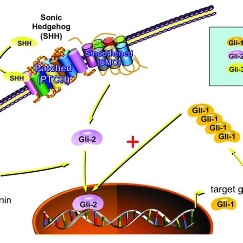 Macrophage Cell Count Positive Cells Mm 2 And The Macrophage Marker