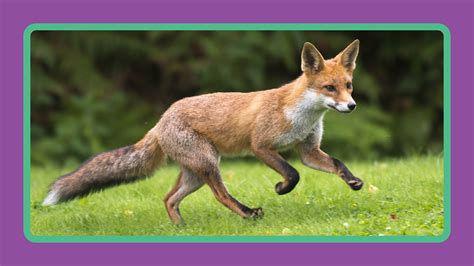 What Is Classification Ks2 Science Curriculum Bbc Bitesize