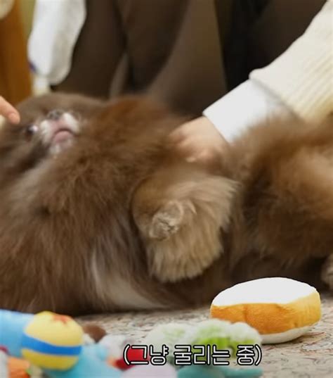 더쿠 제니 빵