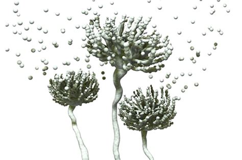 Mycotoxin Special 2025 Coming Soon All About Feed