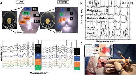 Raman Spectroscopy To Detect Tissue Biochemistry A Bright Field
