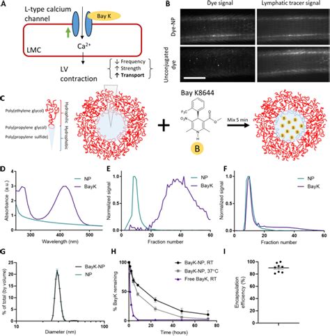 纳米人 Science Advances：淋巴引流纳米颗粒将bay K8644有效载荷输送至淋巴管并增强其泵送功能