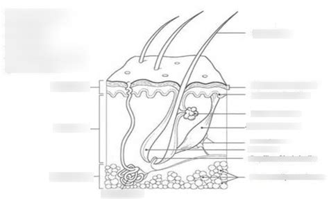 Skin Diagram Diagram Quizlet
