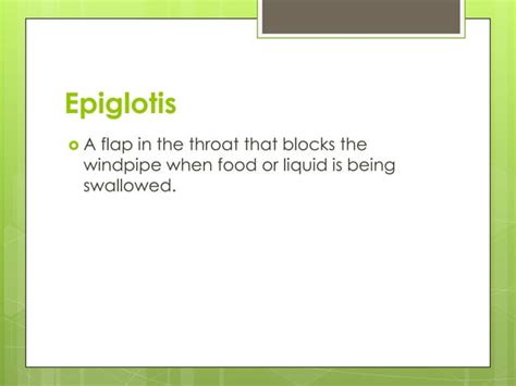 Lecture Respiratory System Ppt