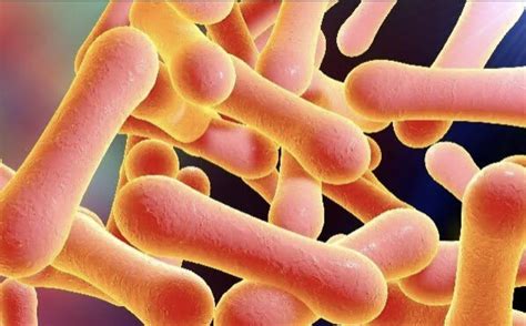 What Is Diphtheria Causes Symptoms Treatment And Prevention