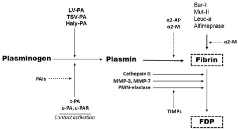 Schematic Representation Of The Plasminogen Fibrinolytic System Local