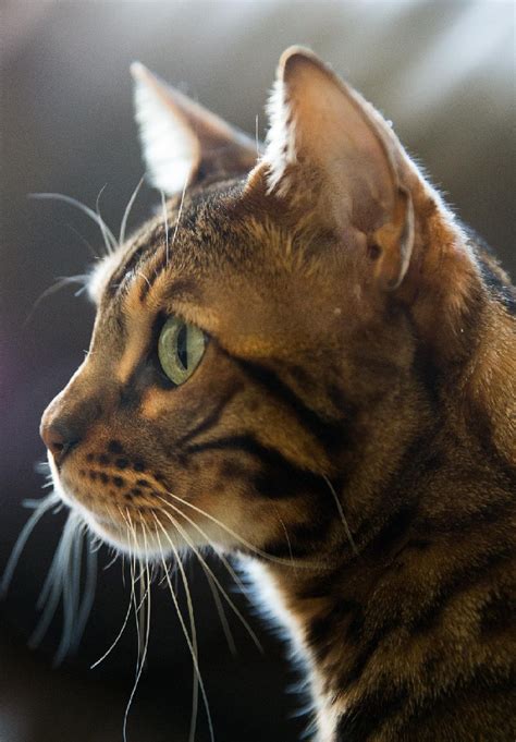 Pin By IƝɢʀǐɖ ᗰᏗǐɛʀ On Ƥurrrr ʄɛcʈ♥Ꮗɧїsӄɛrs 2 Rare Cats Cat
