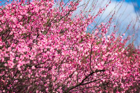 Plum Fruit Tree Flowers