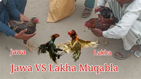 Aseel Murga Ki Ladai Aseel Murga Fight Mianwali Mere Shouq Youtube