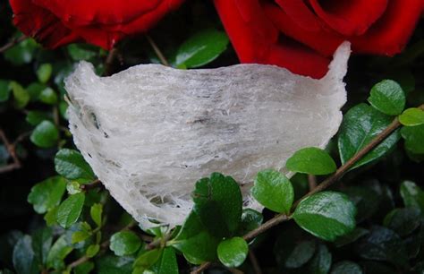 马来西亚三角燕 轻毛燕窝 装礼盒燕窝 三角轻毛盏50克莱菇凉 aline1998