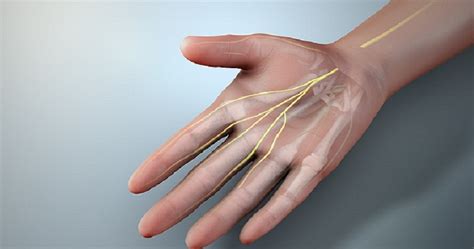 Median Nerve The Definitive Guide Biology Dictionary