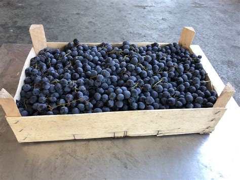 Молдавский виноград для изготовления вина