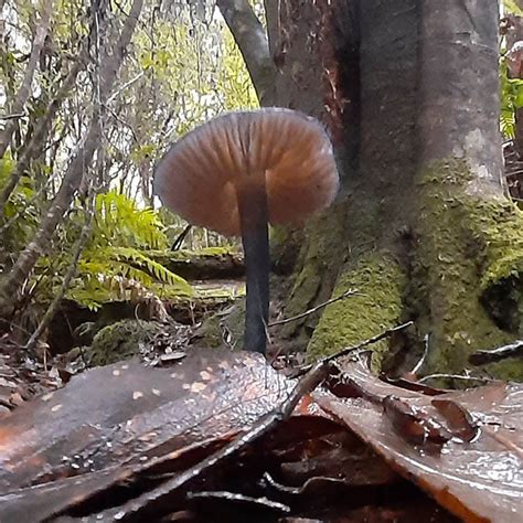 Pinkgills In June 2023 By Heather Elson INaturalist