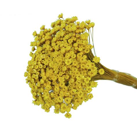 Sempre Viva Amarela 700 Flores Desidratadas Leroy Merlin
