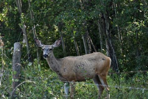 Deer Diseases A Comprehensive List Of Deer Illnesses
