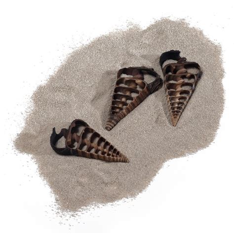 Купить срез декоративного моллюска Телескопия для муравьиных ферм и аквариумов в Москве цены