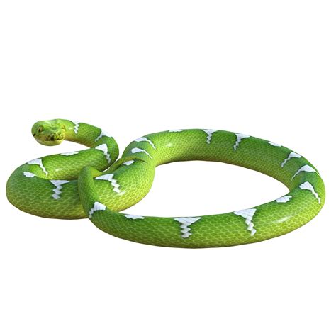 Snake Python Isolated 3d 24485911 Png
