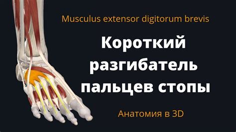 Короткий разгибатель пальцев стопы Musculus Extensor Digitorum Brevis