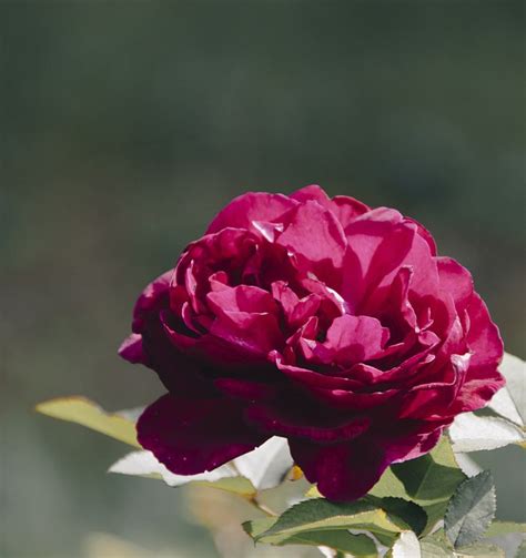 Blomma Reste Sig Kronblad Gratis foto på Pixabay Pixabay