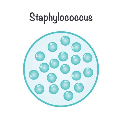 Staphylococcus Diagram