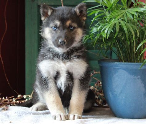 German Shepherd Siberian Husky Mix For Sale Millersburg Oh Female B