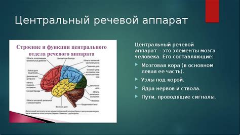 Строение речевого аппарата