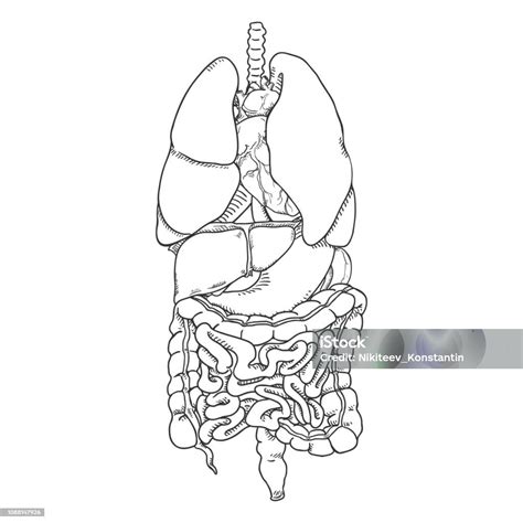 Vektor Sketsa Set Organ Manusia Anatomi Ilustrasi Stok Unduh Gambar