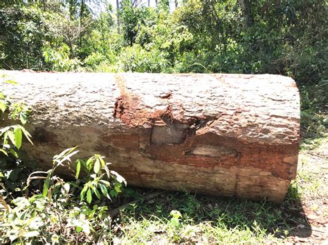 លោកផ្កាយបី មិក សុផាន់ណារ៉េត ហៅ ឧកញ៉ា ជ័យ មានតួនាទីជំនាញខាងដឹកឈើល្បីឈ្មោះរាល់ៗឆ្នាំ ជាប់ៗគ្នា