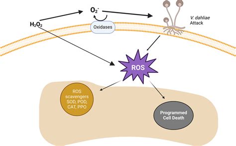 Activation Of Induced Systemic Resistance Isr Through Signaling Download Scientific Diagram