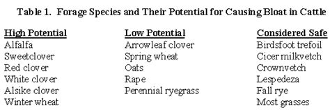 Cattle Today Take A Proactive Stance To Prevent Bloat
