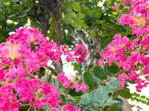 笑顔の花を咲かせよう B “ぼんれすハム太郎”の気まま日記