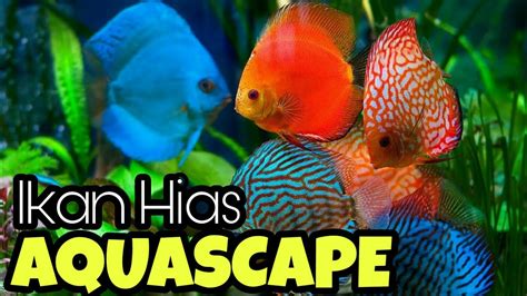 Aquascape Ikan Hias Air Tawar Terindah 30 Ikan Aquascape Terindah