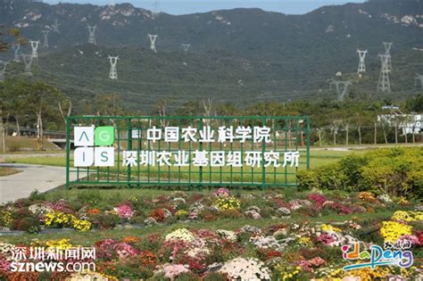 菊荟万象，七彩大鹏！2023深圳菊花展来了大鹏网