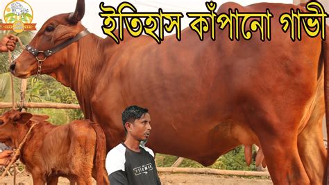ইতিহাস কাঁপানো গাভী । দুধ কম হইলেই গাড়ী ভাঁড়াসহ ফেরত । ইন্ডিয়ান গির