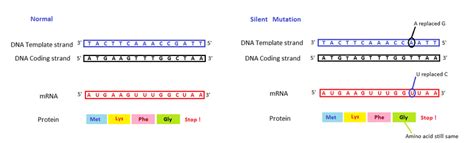 13 Description Of Silent Mutation D Frameshift Mutations Addition Or Download Scientific