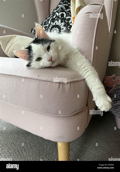 Lazy Soft Hi Res Stock Photography And Images Alamy