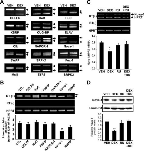 Expression Patterns Of Rna Binding Splicing Regulators Implicated In