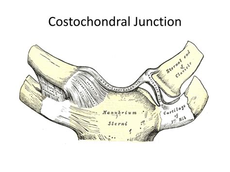Costochondral Joint