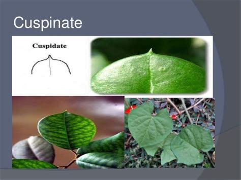 Classification Of Leaf On Different Basis