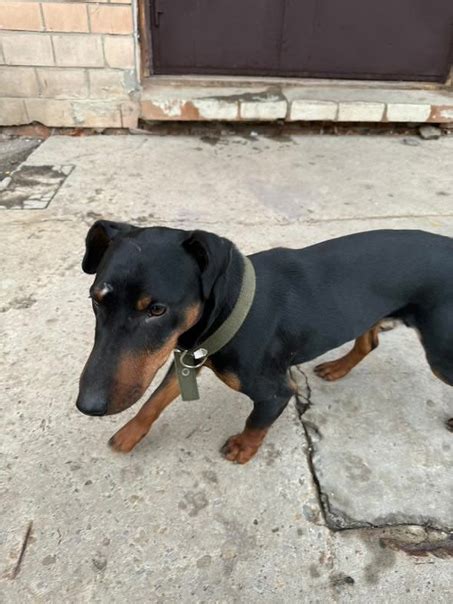 Хозяин отзовись Парень так и бегает в поисках приключений далеко не убегает уже несколько