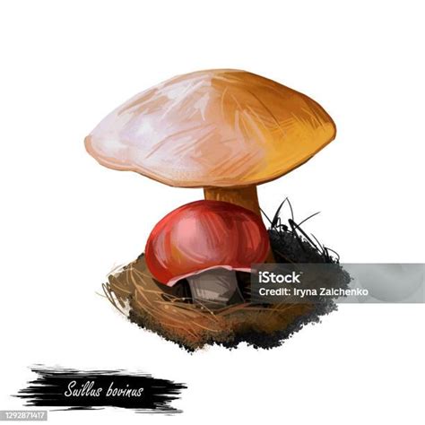 Suillus Bovinus 저지 소 또는 소 볼레테버섯 클로즈업 디지털 아트 일러스트레이션 볼레투스는 볼록한 갈색 옐로우 캡을
