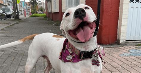 Jornada De Esterilización Gratuita Para Perros Y Gatos En María Paz