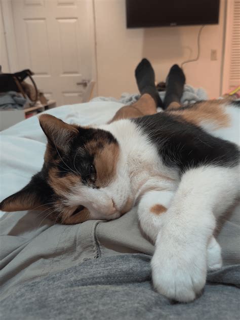 My Gfs Cat Miring 🥺 Rcatsmirin