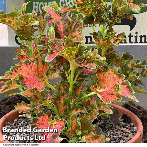 Coleus 'Colocha Scarlet' F1 - Seeds | Suttons