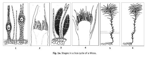 Solved Match The Structures 1 6 In Fig 1a With The Correct Chegg Com