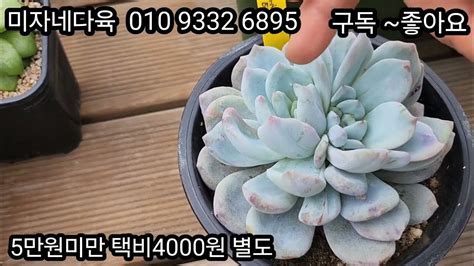 2월25일일요일 ️ 만원의 행복~ 만원데이이쁜아가들보러오세요 😀😃😄😁🙂 Youtube