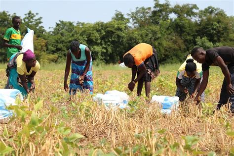 Icrisat On Linkedin We Are Excited To Announce That The Accelerated
