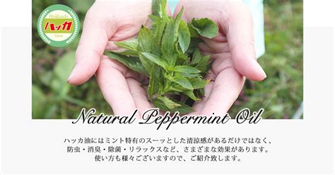 【楽天市場】【食品添加物・日本製】天然ハッカ油500ml＋30mlスプレーセット 詰め替えに便利なスポイト2本付！ハッカ油 ハッカ油スプレー