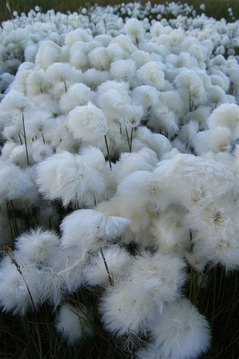 пушица в саду | Plants, Beautiful flowers, Nature
