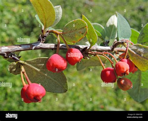 Wild Cotoneaster Cotoneaster Integerrimus Branch With Fruits
